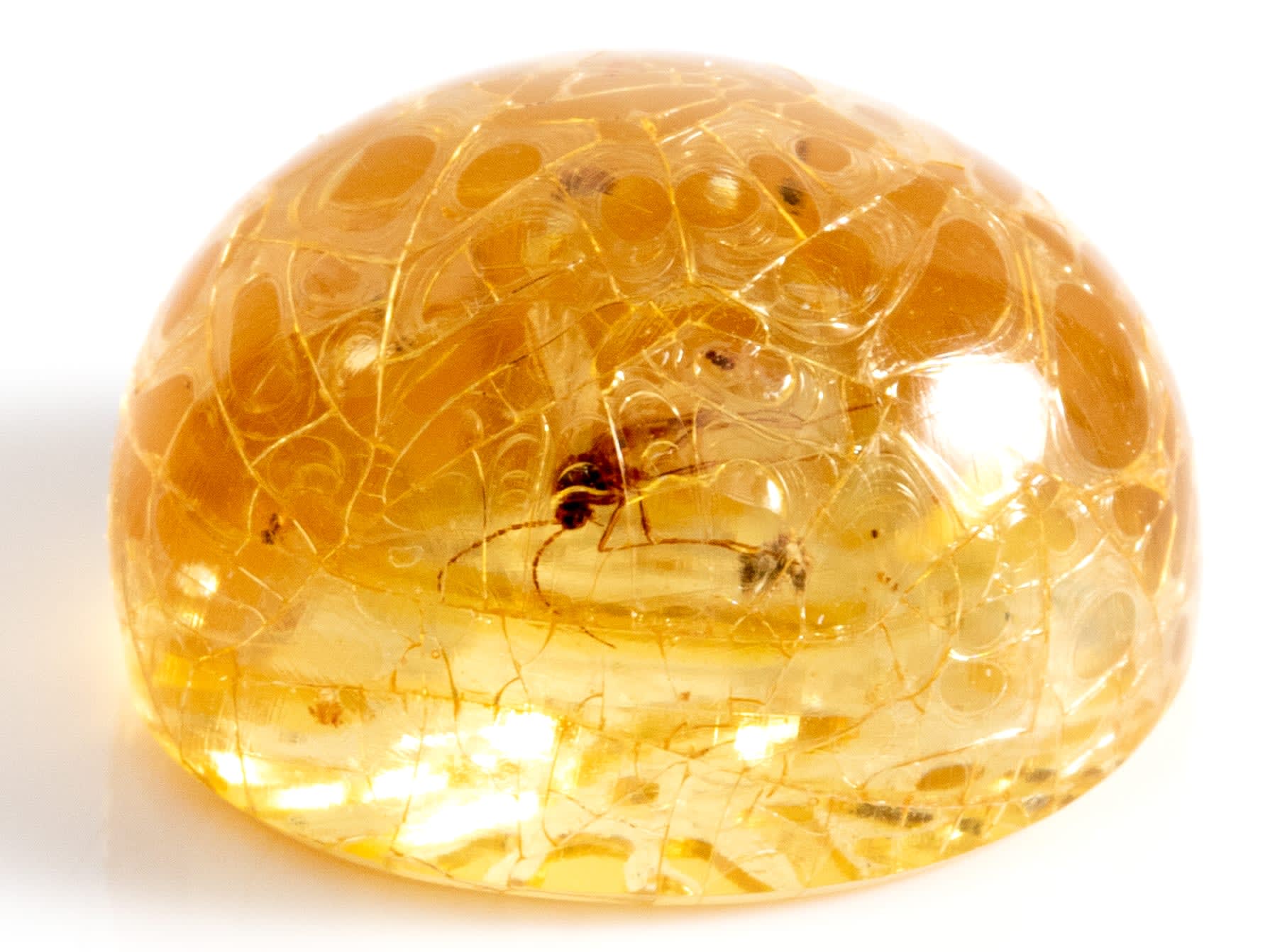 Copal vs. Amber | Gemstones.com