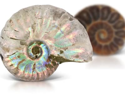 Ammonite Shell Gem Guide and Properties Chart | Gemstones.com