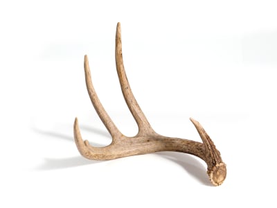 Bone Gem Guide and Properties Chart | Gemstones.com